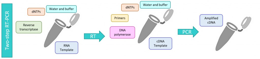 RT-qPCR – Quantitative Reverse Transcription PCR, 54% OFF